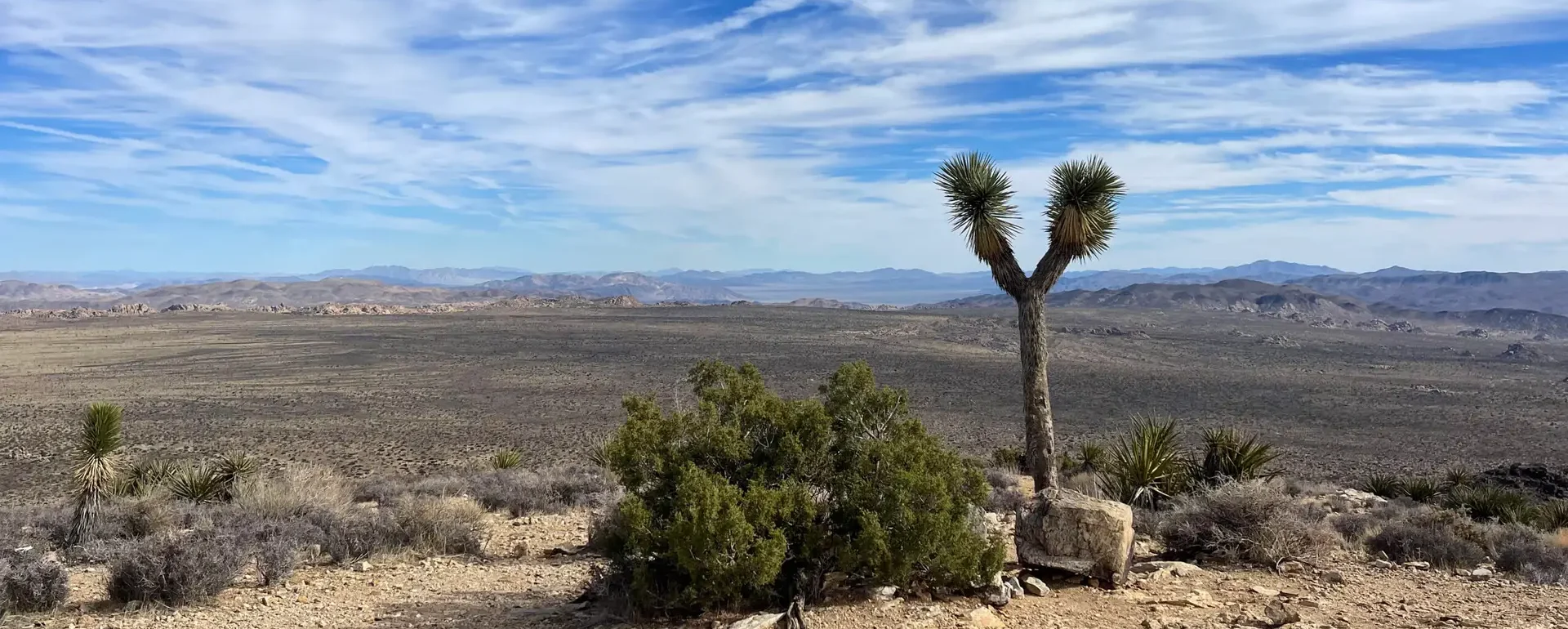 Thrive in Joshua Tree - Ignite Yoga