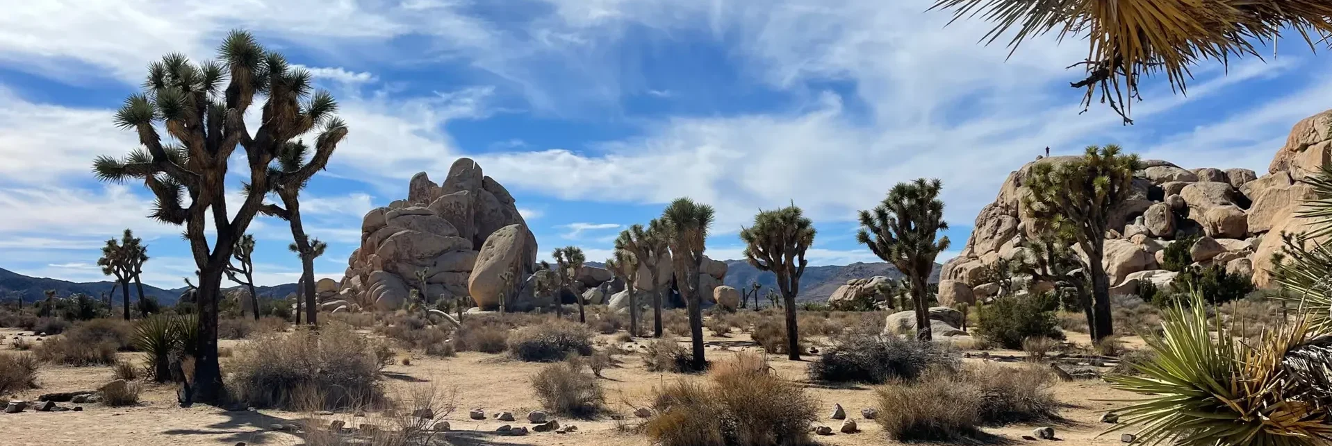 Thrive in Joshua Tree - Ignite Yoga